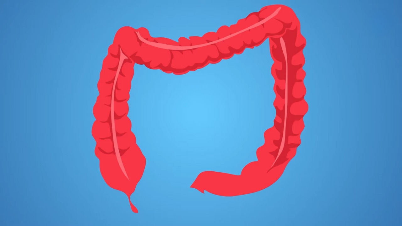 The Basics of Gut Health - Why Your Digestive System Matters - Fitness ...